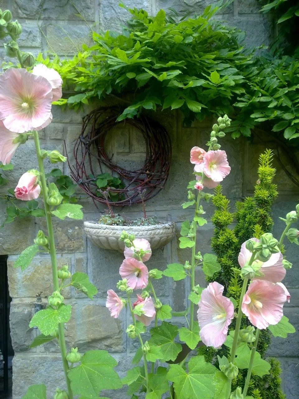 Шток роза в ландшафтном дизайне (59 фото) - красивые картинки и HD фото